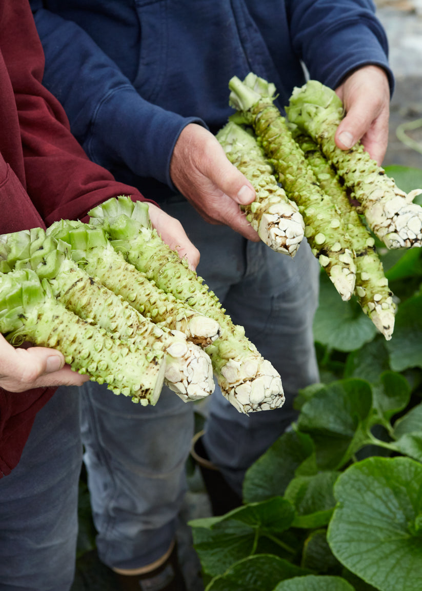 Half Moon Bay Wasabi, LLC