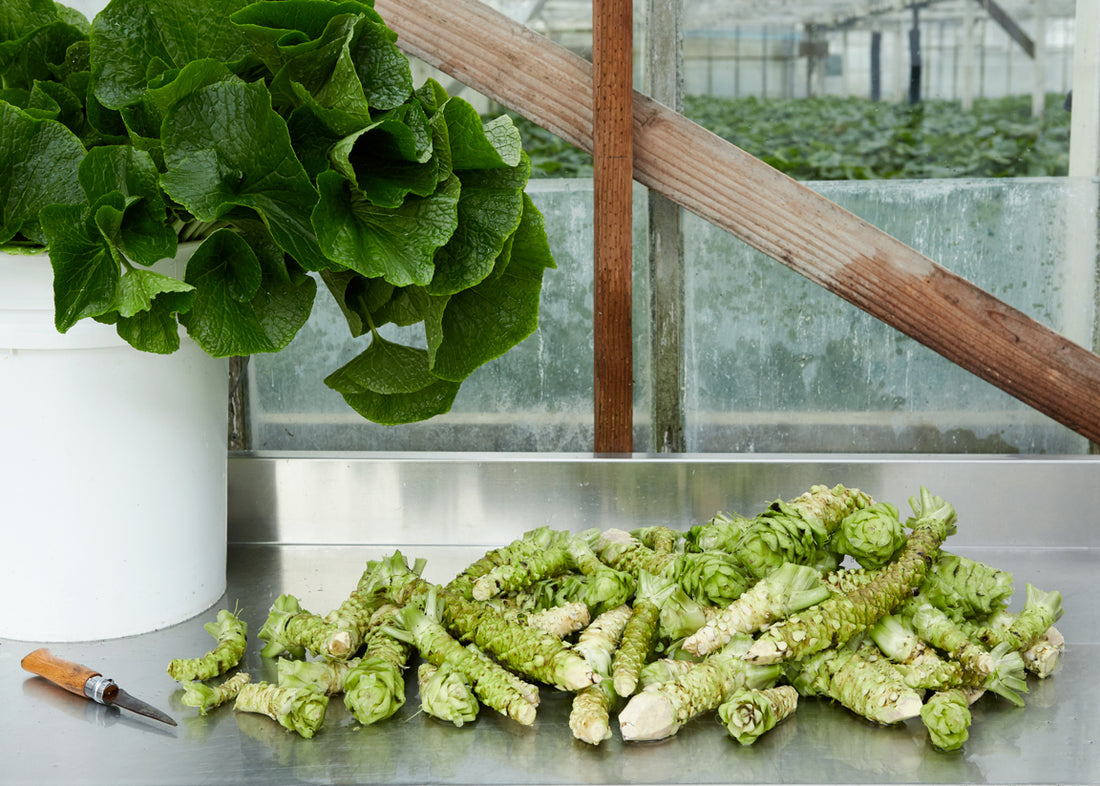 Invest in Half Moon Bay Wasabi – Half Moon Bay Wasabi, LLC